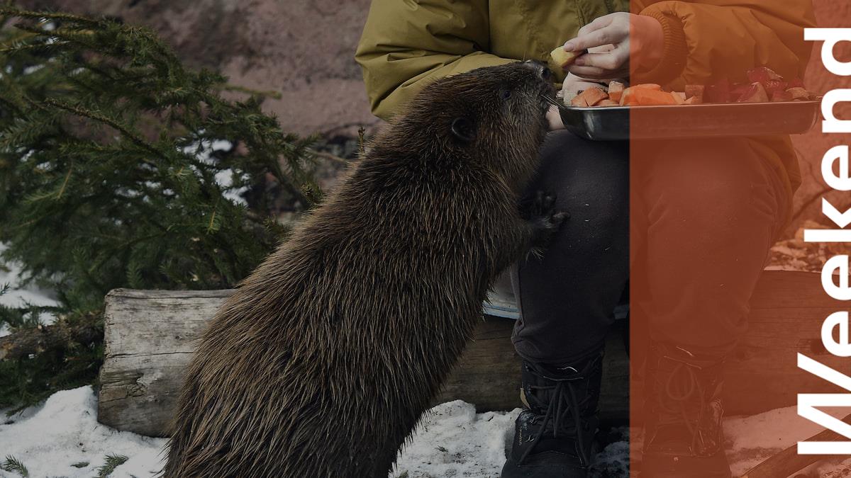 В Швейцарии работает горячая линия для жалоб на бобров